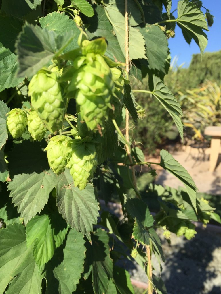 hops | Phil & Doni's Current Events